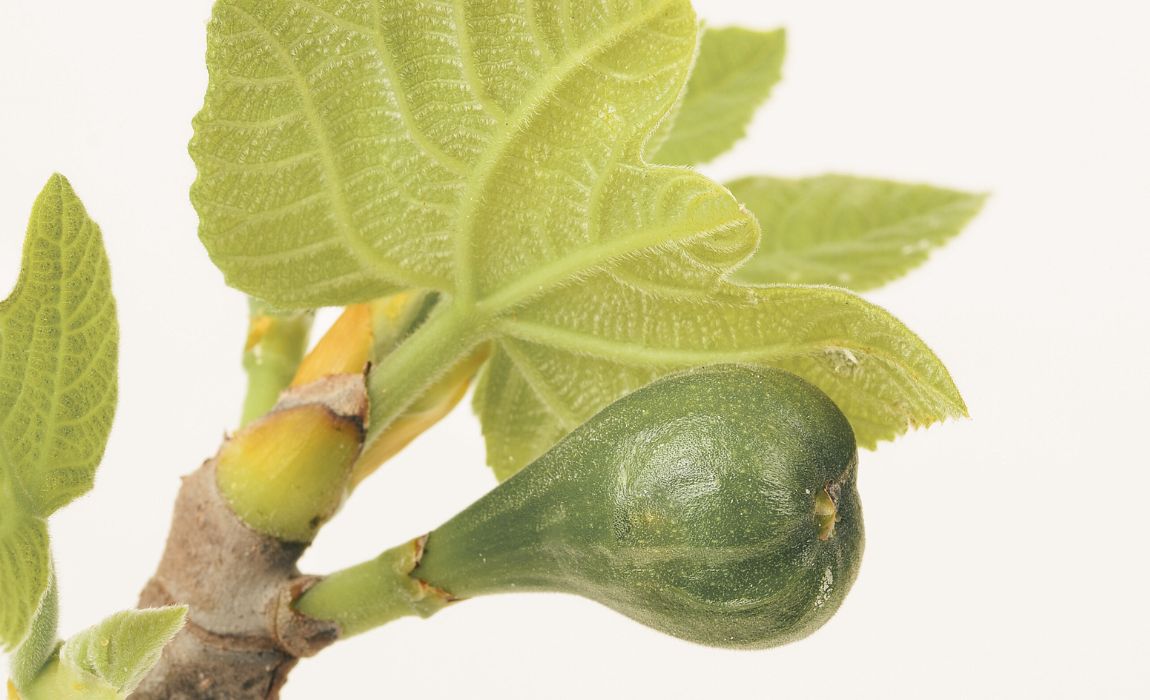 Matin vs Soir : quand consommer le bourgeon de figuier ? - Naturopat.fr